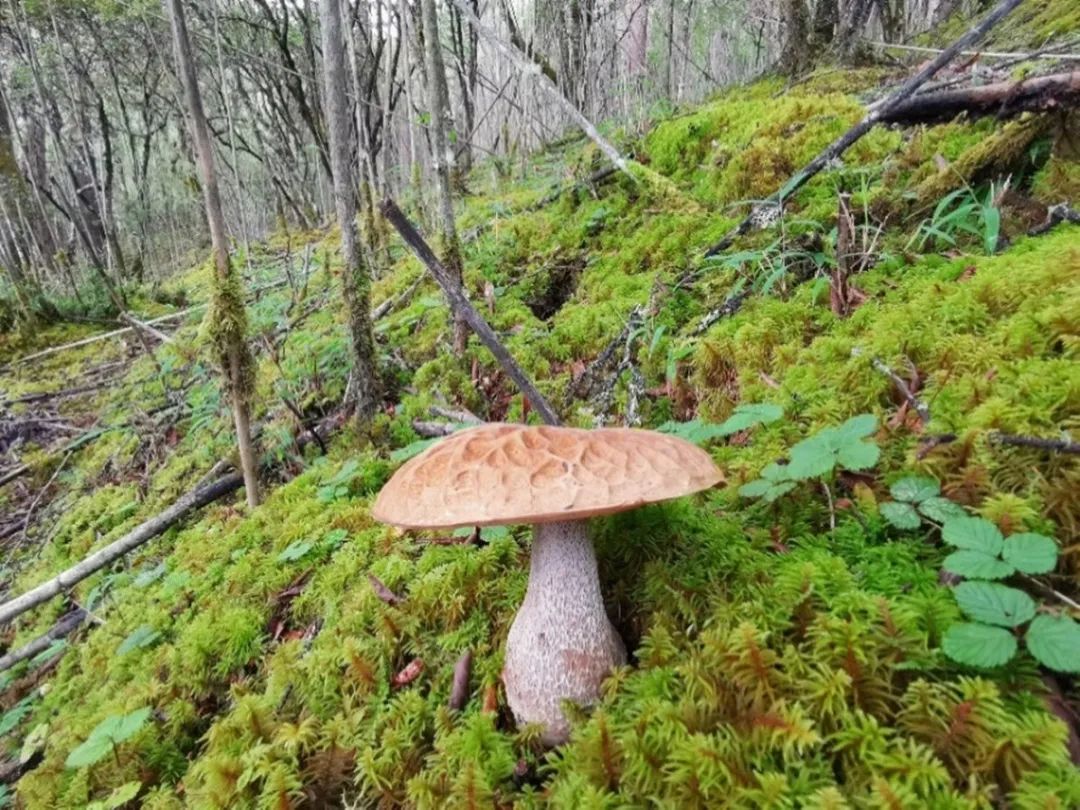 Boletus reticuloceps: The King of Alpine Boletes - Zhejiang Fangge ...